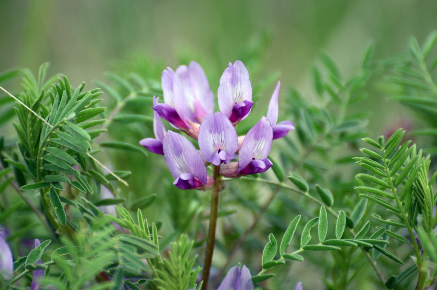 Learn About Pollinator Conservation - Bee City USA
