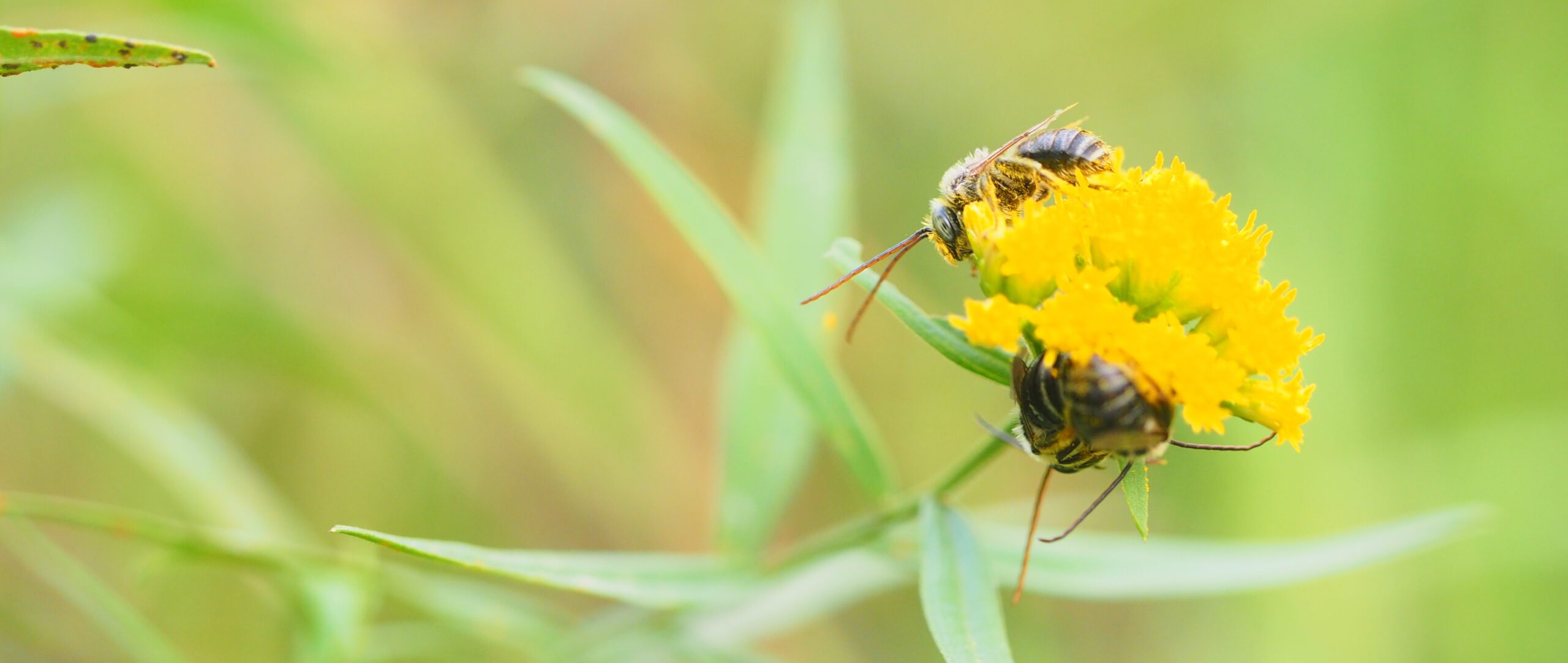 Very Special(ist) Bees and the Flowers They Love - Bee City USA