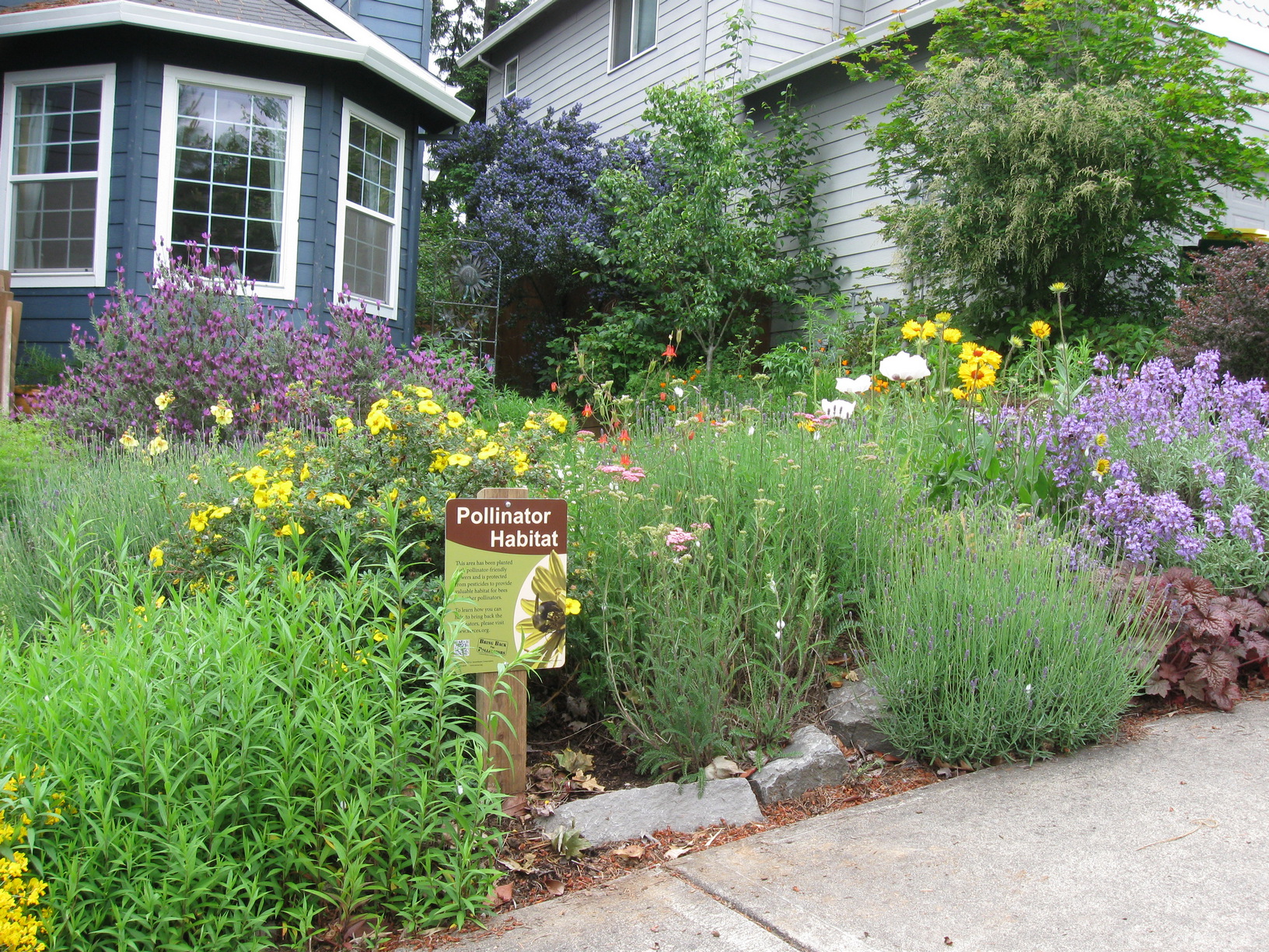 No Mow May, Low Mow Spring FAQs - Bee City USA