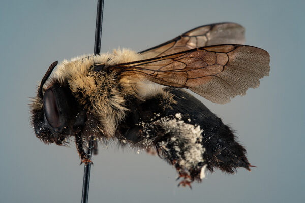 Luther College students uncover new Iowa bee species - Bee City USA
