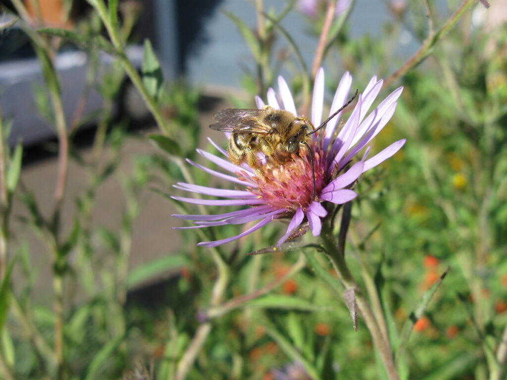 Partnering With Communities To Protect Pollinators - Bee City USA