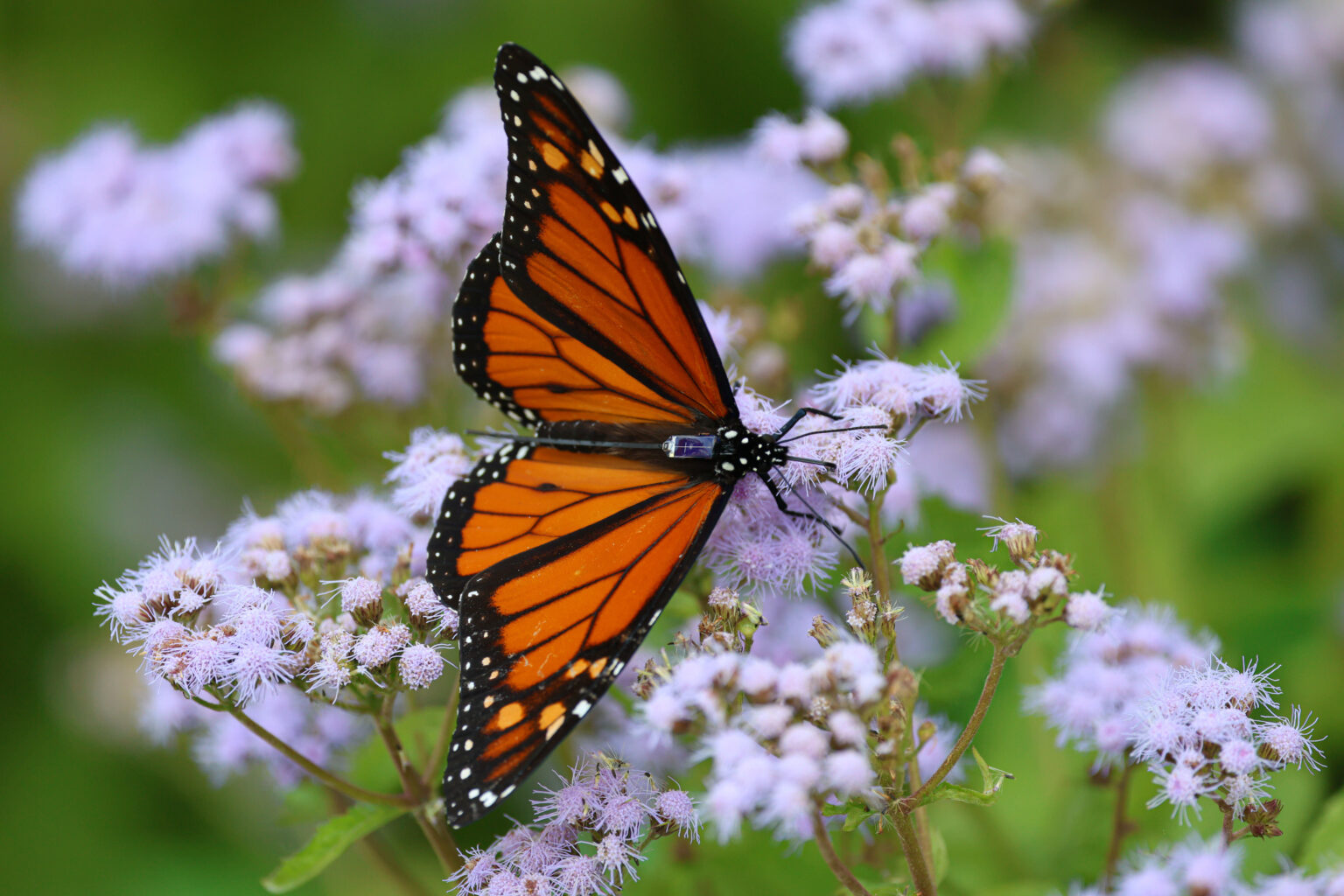 The Sky’s the Limit for Monarchs Wearing Solar-Powered Radio Tags - Bee ...