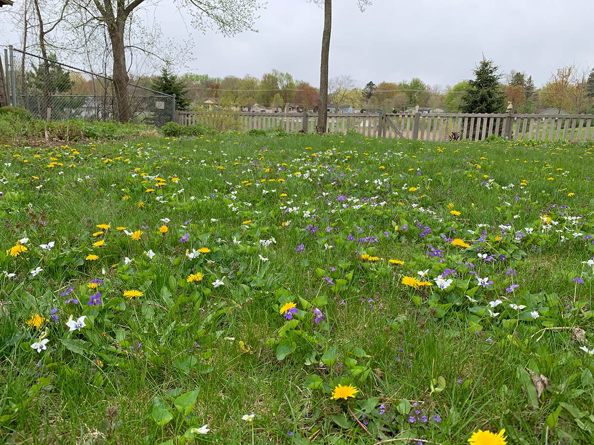 No Mow, Slow Mow 2024: FAQs - Bee City USA
