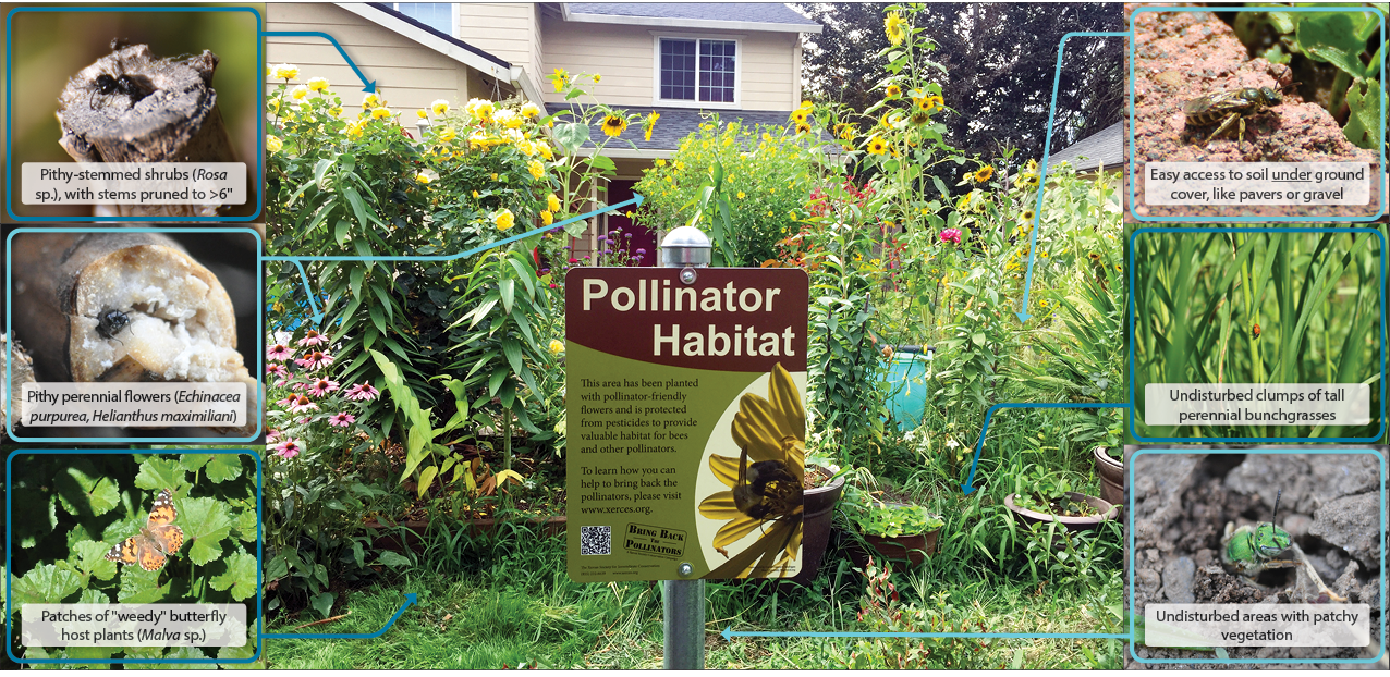 Moving Beyond Flowers: Natural Nesting Habitat For Bees And Other ...