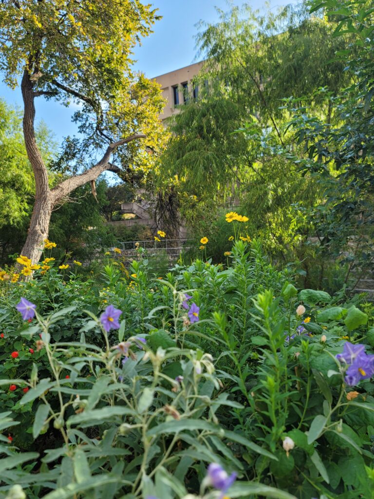 Bee City USA Visits Texas: Southwestern University and UT Austin - Bee ...
