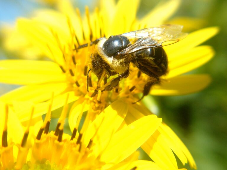 World Bee Day - Bee City USA