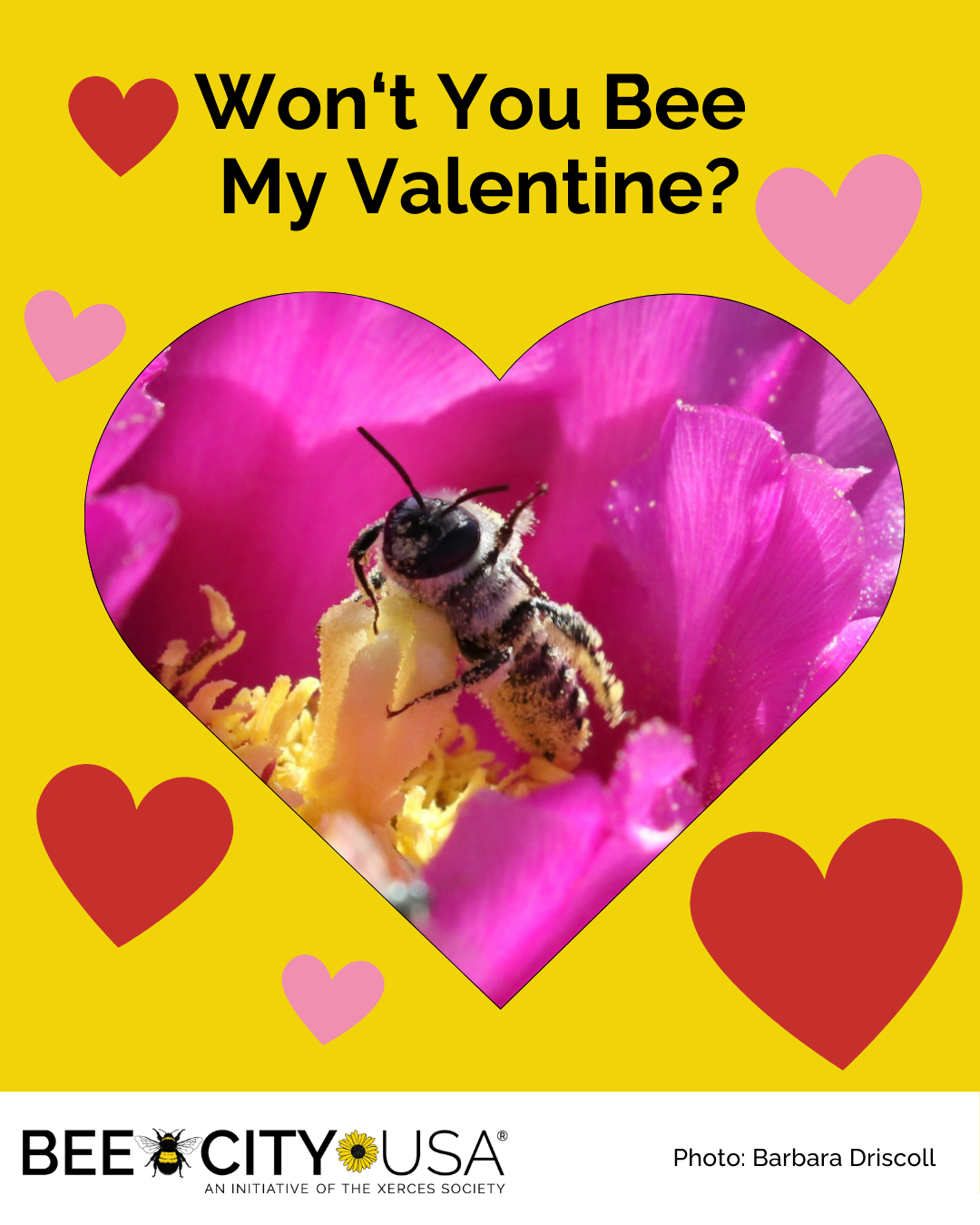Bee City USA and Bee Campus USA Valentines - Bee City USA