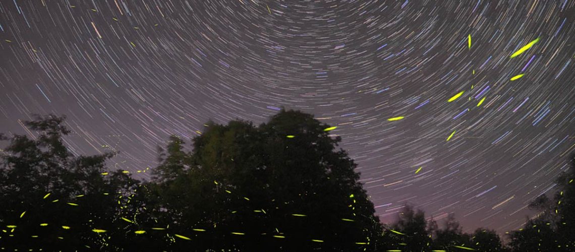 To Protect Pollinators, We Need To Fight Light Pollution - Bee City USA