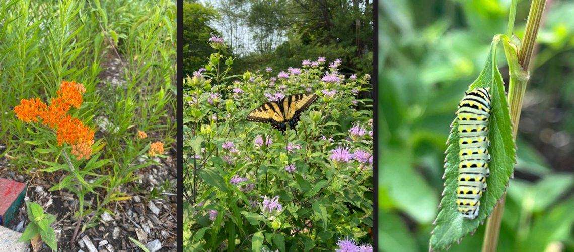 Affiliate Spotlight: Seed propagation at Vassar College's Willow ...