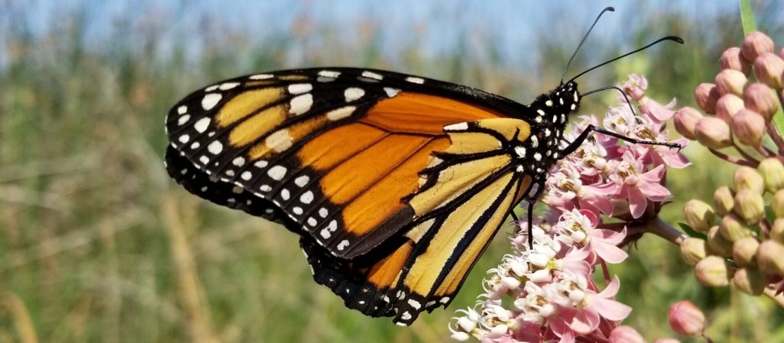 Monarch butterfly proposed for listing under the US Endangered Species ...