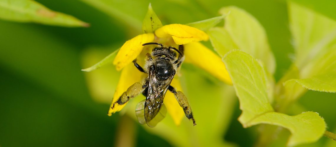 Announcing the State of the Bees Initiative: Xerces Society's Plan To ...